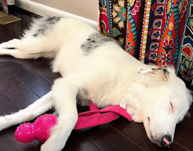 Aster Rose, A Blind And Deaf Dog, Is Given A Second Chance At Life ...